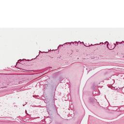 Histology / Medical Histology / SLIDES 101 to 110